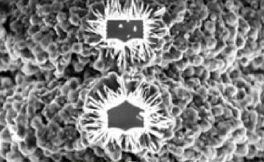 Molecular-Windows - DTU Nanolab
